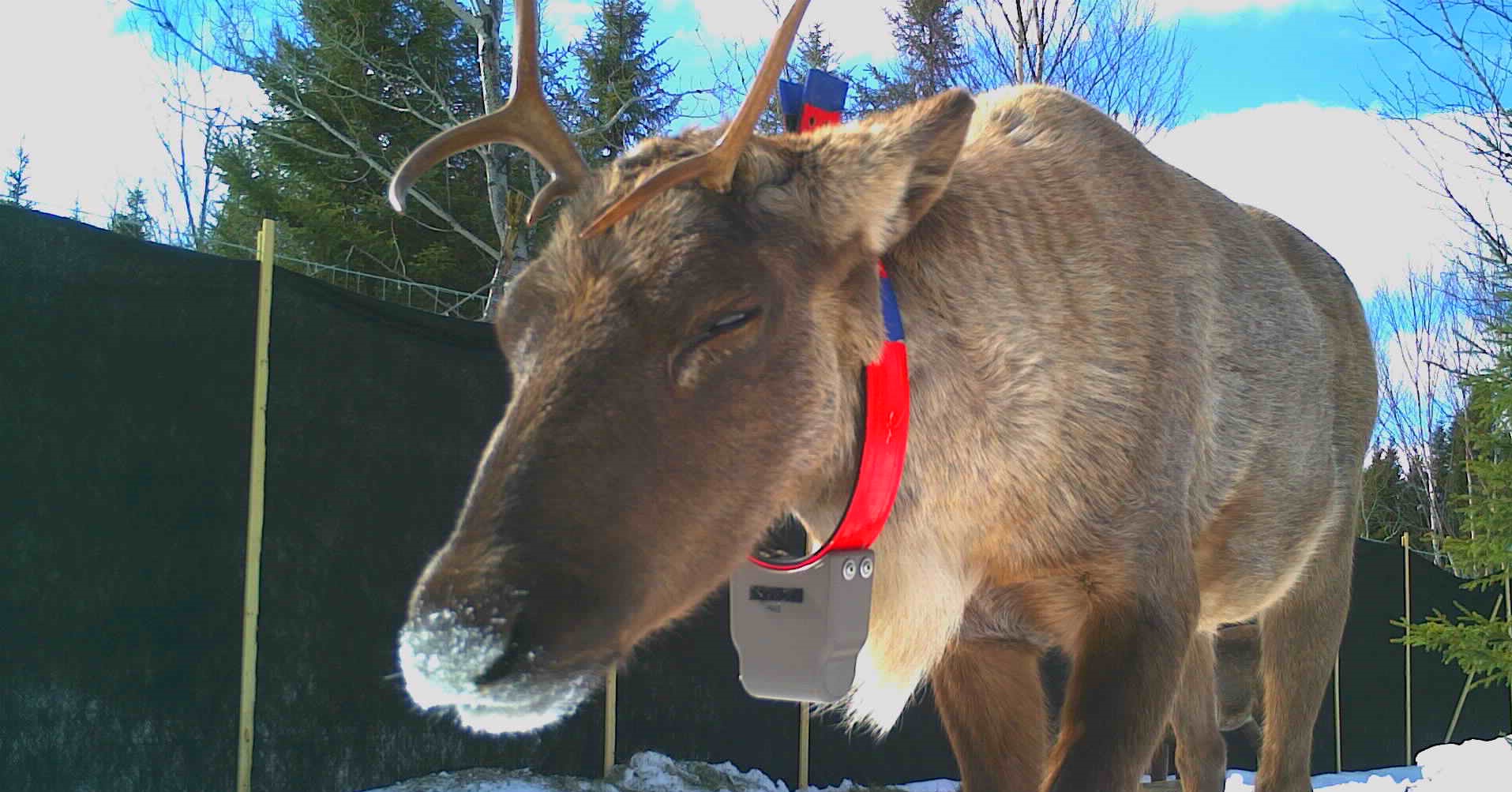 Des mesures pour assurer la protection du caribou dans les Chic-Chocs ...